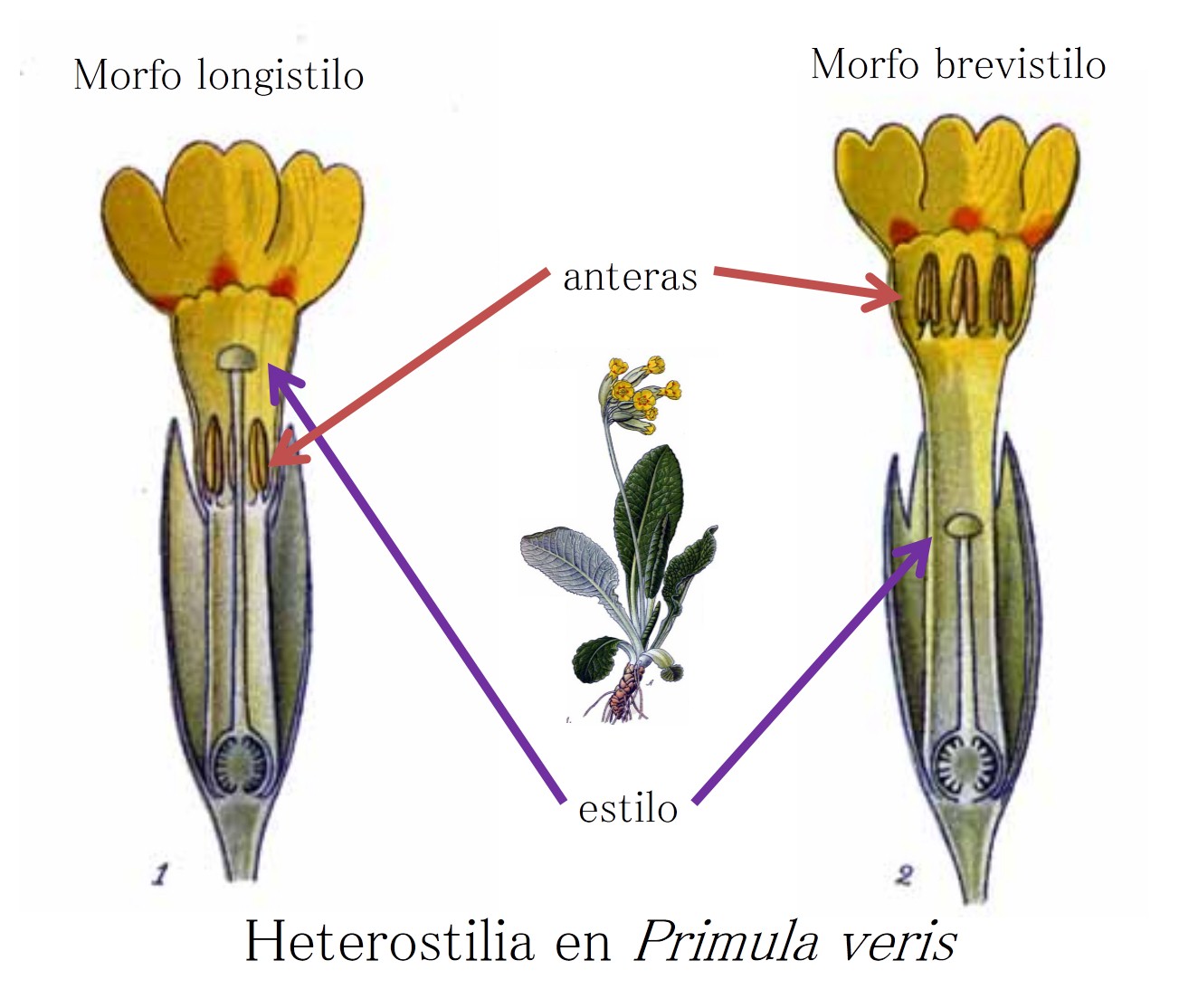 De estilos y estambres