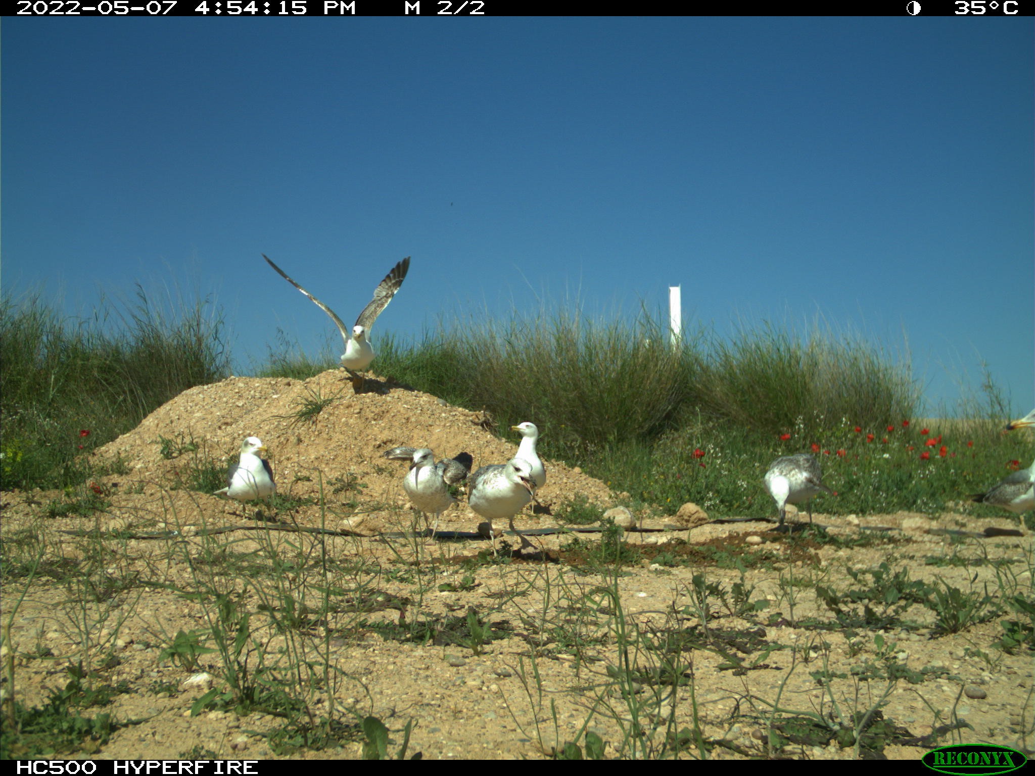 Gaviotas como centinelas y dispersores de resistencias a antibióticos ...